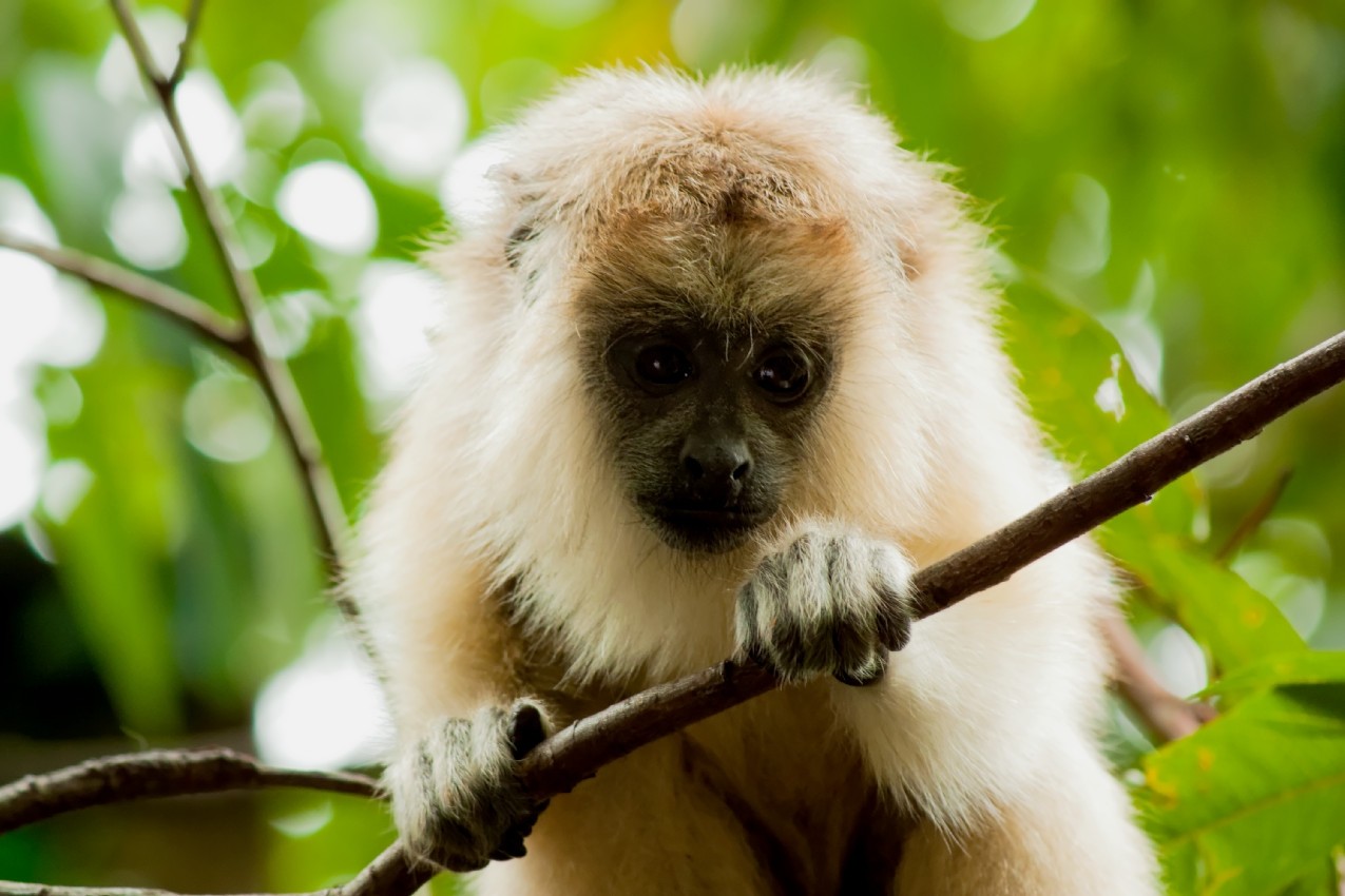 Howler Monkey - Monkeyland Primate Sanctuary, Plettenberg Bay, South Africa